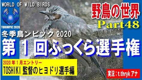 野鳥の世界 Part48 第1回ふっくら選手権ヒヨドリ選手 YouTube