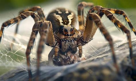 Close Up Of Spider Face Premium Ai Generated Image