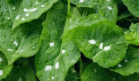 Cucumber Plant Leaves Turning White At Quentin Davis Blog