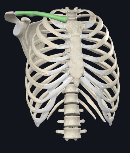 Bony Framework Of Thorax Anterior View Flashcards Quizlet