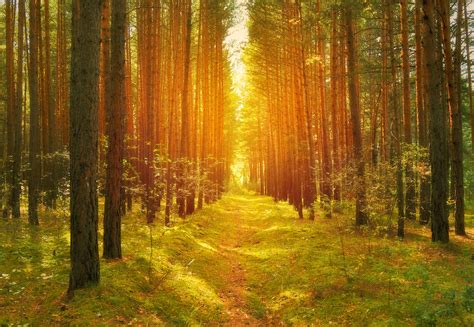 Path In The Woods I Free Images At Clker Vector Clip Art Online