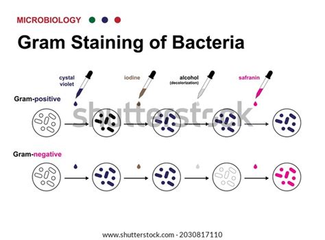 「グラム陽性菌と陰性菌を同定するグラム染色法を示す微生物学図」のベクター画像素材（ロイヤリティフリー） 2030817110