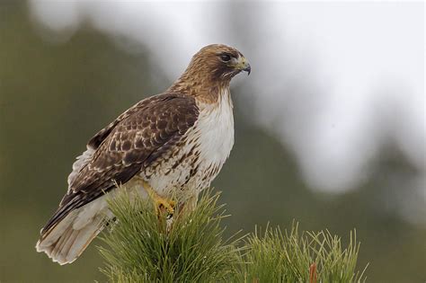 Colorado Pw Stop Shooting Birds Of Prey With Pellet Guns