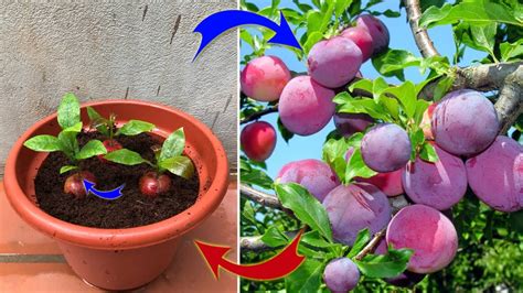 EVERYONE Should Know How To Propagate Plants From FRUIT Simply At Home Relax Garden YouTube