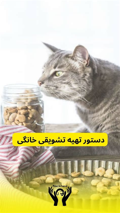 ‎پاو این هَند‎ ‎کی گفته گربه ها سلام احوال‌پرسی بلد نیستن؟😆🐈🤍 گربه