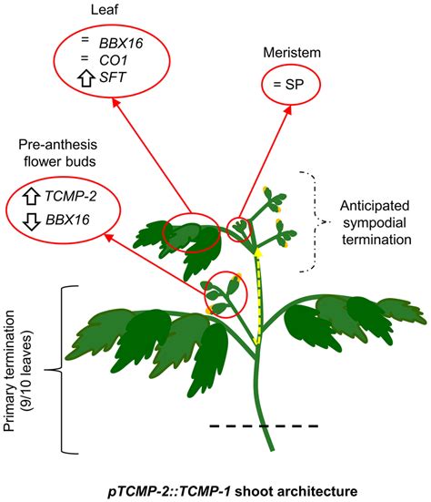 Hypothetical Model Of Tcmp‐2 And Slbbx16 Action In Ptcmp‐2 Tcmp‐1 Download Scientific Diagram