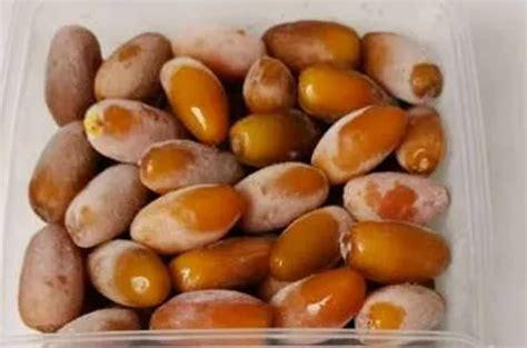 Manfaat Kurma Muda Kaum Hawa Wajib Tahu