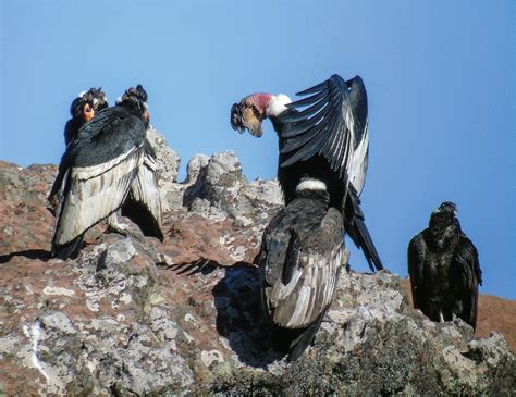 Vulnerable Andean Condors In Steep Decline Science