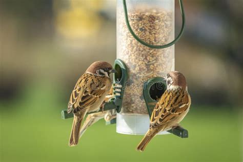 Feeding Titmouses Stock Image Image Of Love Park Nature 25687681