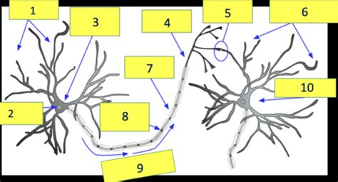 Neuro Chapter 2 Neurons And Glia Flashcards Quizlet