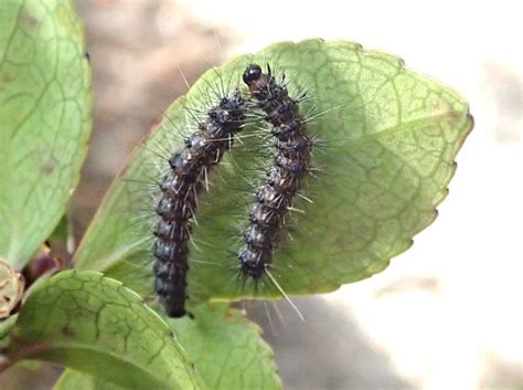 スミレ以外はコケぐらいしか 裏山草花昆虫記