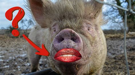 Ivan Karaman On Linkedin Does Testing Lead To Quality 10 Comments