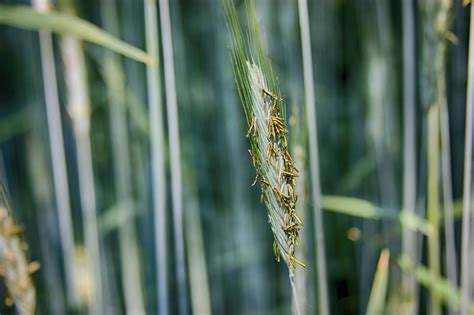 30 Free Rye Grass And Rye Images Pixabay