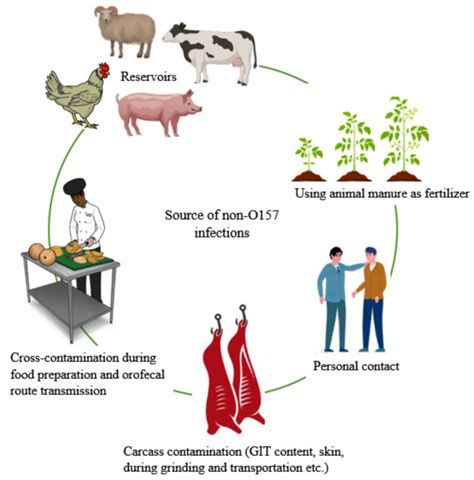 The “big Six” Hidden Emerging Foodborne Bacterial Pathogens Pmc