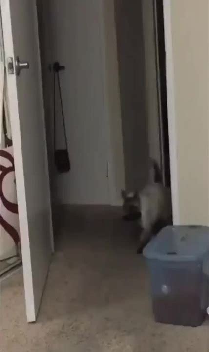 Mouse Meme By Adsateblue Memedroid