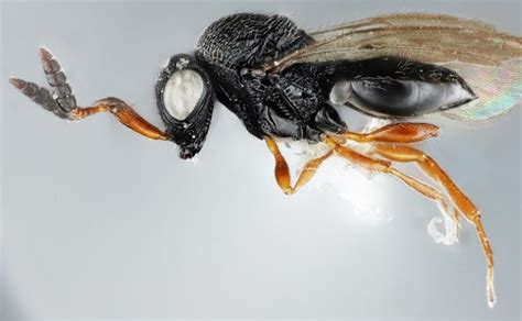 Natural Born Stink Bug Killer The Local