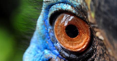 Fossil Huntress Aves Living Dinosaurs Fossil Huntress Aves Living Dinosaurs