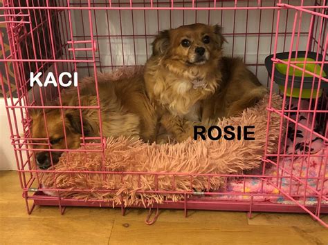Small Dog Rescue And Rehome