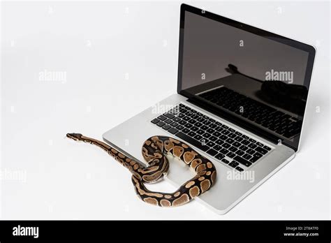 Python Snake And Laptop Computer Concept Of Using High Level Programming Language For Software