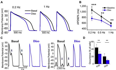 Effects Of Disopyramide On Ap And Cellular Arrhythmias Download Scientific Diagram