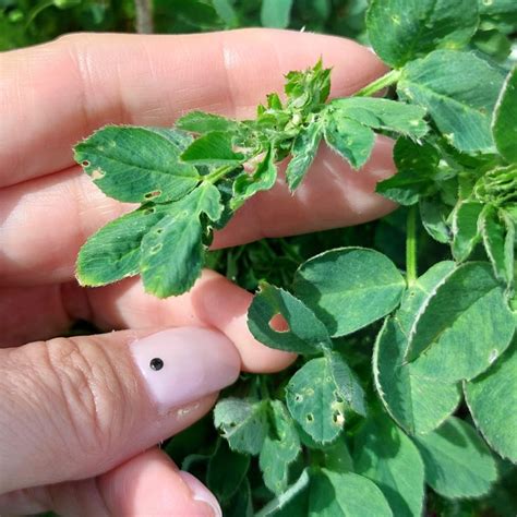 Alerta Fitosanitaria En Alfalfa Forrajes Y Proteínas