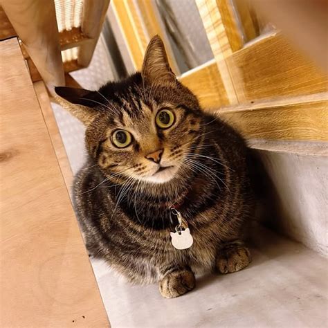 刺青店的貓布瓜 Baoinkbugua • Threads Say More 刺青店的貓布瓜 Baoinkbugua • Threads Say More