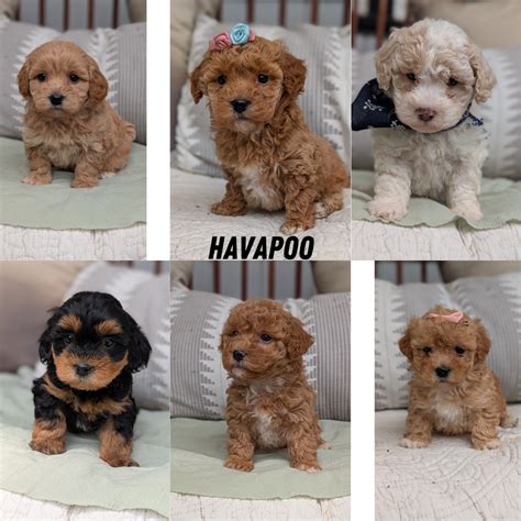 Havapoo Pups Petclassifieds