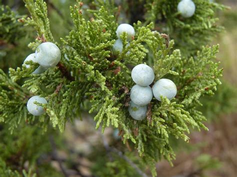 Juniperus Excelsa