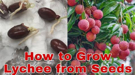 How To Grow Lychee From Seeds Germinate Lychee Seeds Youtube