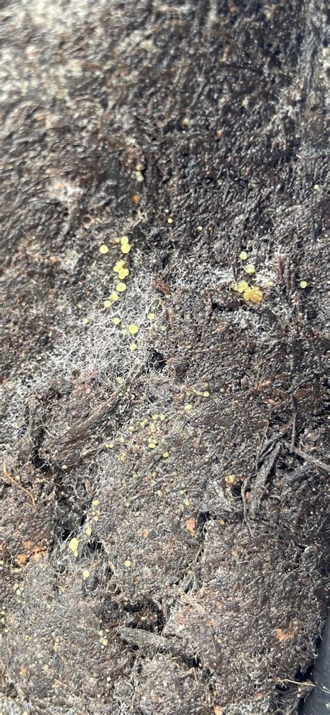 Bacteriafungus In Compost Rgardeningire