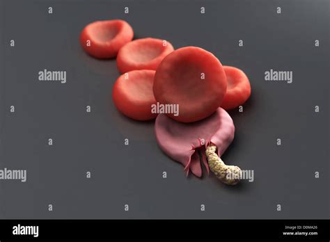 Malaria Red Blood Cells