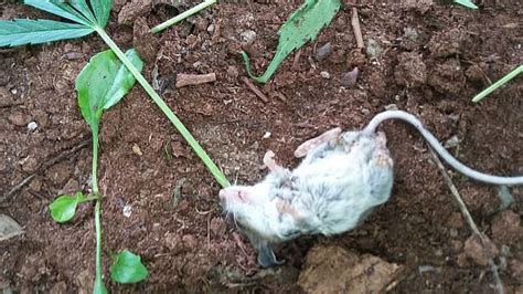A Curious Mouse In Canada Was Caught Chomping On Cannabis Leaves