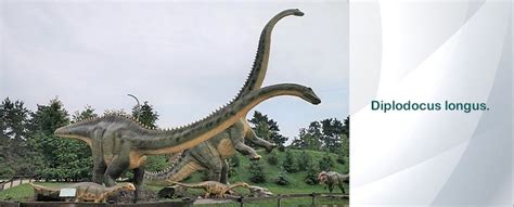 ⊛ Diplodocus
