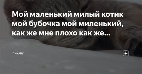Мой маленький милый котик мой бубочка мой миленький как же мне плохо