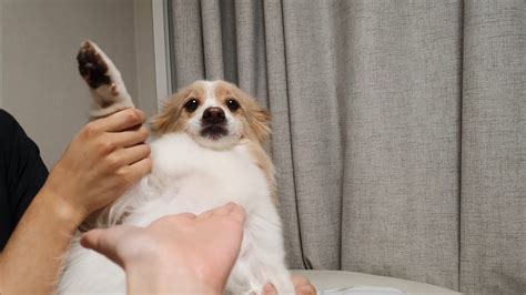 강아지 손으로 엄마를 때리자 당황해하는 강아지 ㅠㅠ Youtube