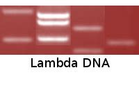 Minotech Lambda Dna