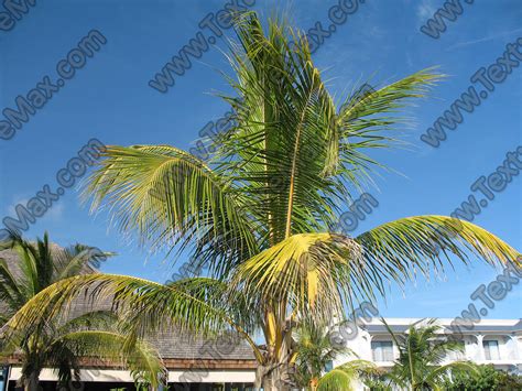 Tropical Plants 0002 Texturemax