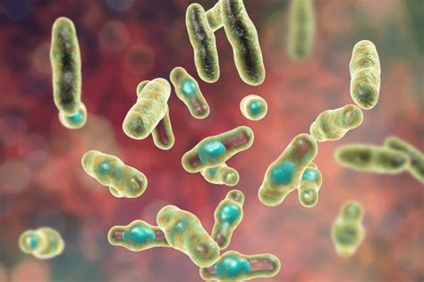 116 Clostridium Perfringens Royalty Free Photos And Stock Images