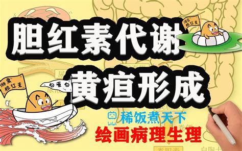 绘画病理生理胆红素代谢与黄疸的形成 哔哩哔哩 bilibili