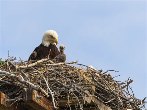 Good Year For Georgia Bald Eagle Nesting Georgia Outdoor News