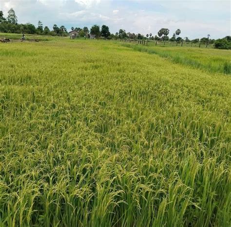 រឿង ប្រពន្ធសំណព្វមហាសេដ្ឋី ភាគ11 រឿងភាគចិន និយាយខ្មែរ Facebook