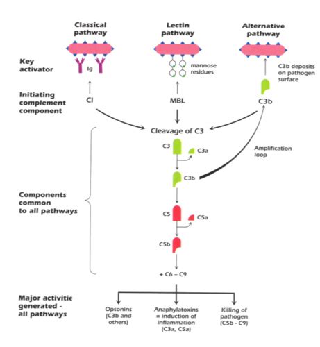 Lecture 7 Complement System Flashcards Quizlet