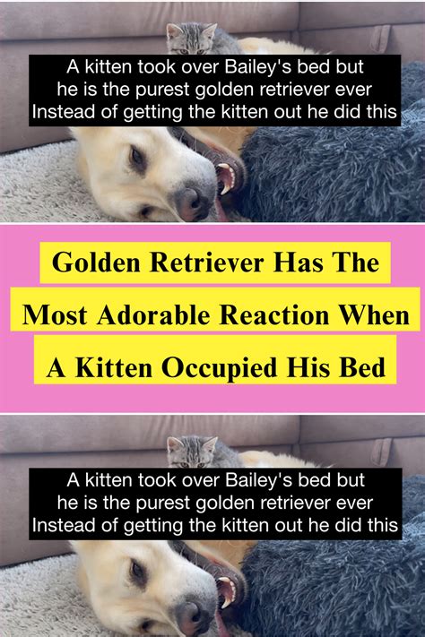 Golden Retriever Has The Most Adorable Reaction When A Kitten Occupied