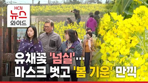 유채꽃 넘실 마스크 벗고 봄 기운 만끽hcn경북방송 Youtube
