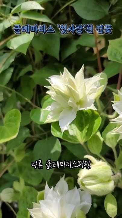 첫사랑의 이름을 가진 클레마티스 꽃이 지면 이 꽃 대량 삽목할게요 Youtube