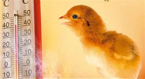 دستیابی به دانش فنی تولید مکمل کاهنده استرس گرمایی در جوجه‌ها توسط