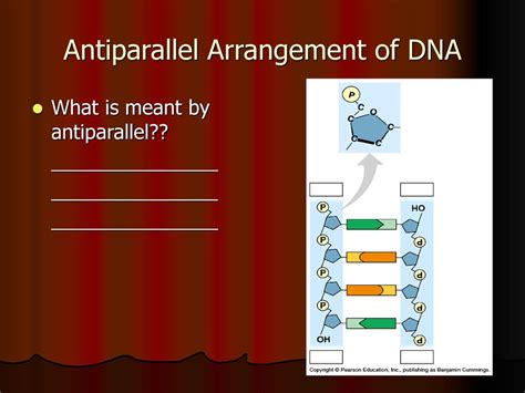 Dna Replication Ap Biology Ppt Download