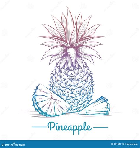 Pineapple Sketch Vector Illustration Pineapple