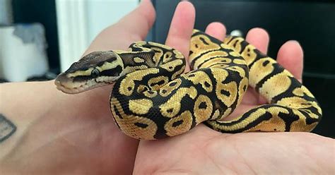 Morph Album On Imgur