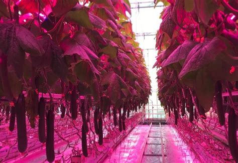 Dossier Serre Le Concombre En Full Led Réussir Fruits And Légumes